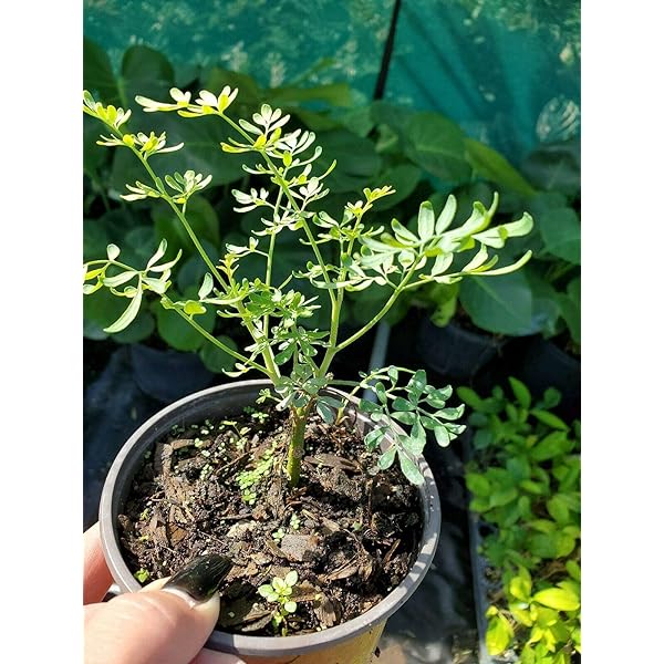 La magia de la ruda: la planta que debes tener en casa - Ver más😲