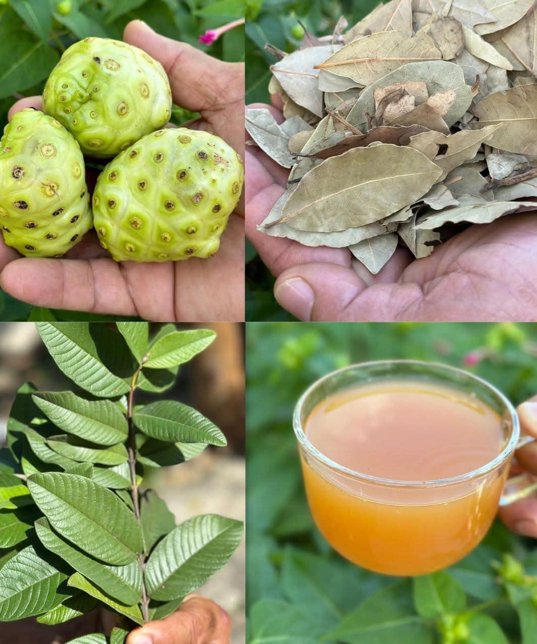 DESCUBRE EL PODER CURATIVO DEL TÉ DE NONI, LAUREL Y CÚRCUMA - Ver más😲